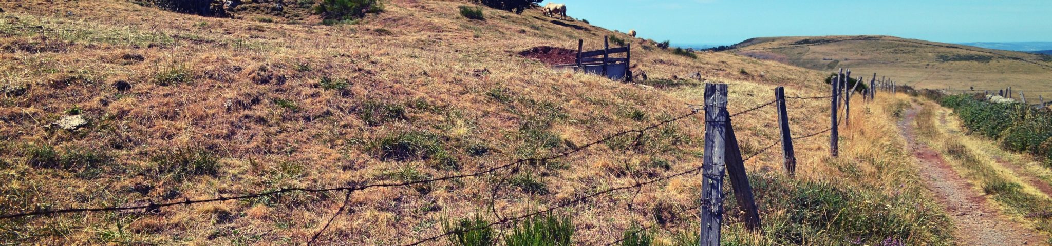 Calmon – Sobre Nomes