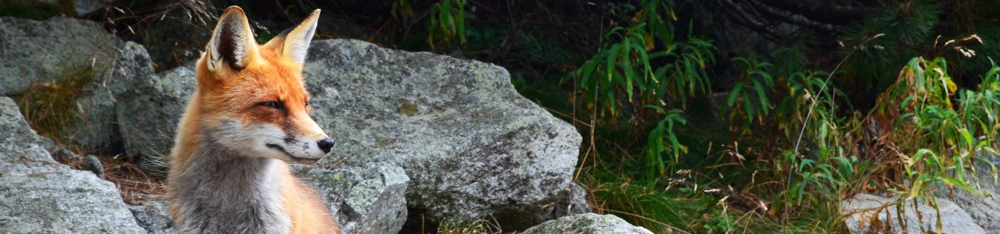 Raposo – Sobre Nomes