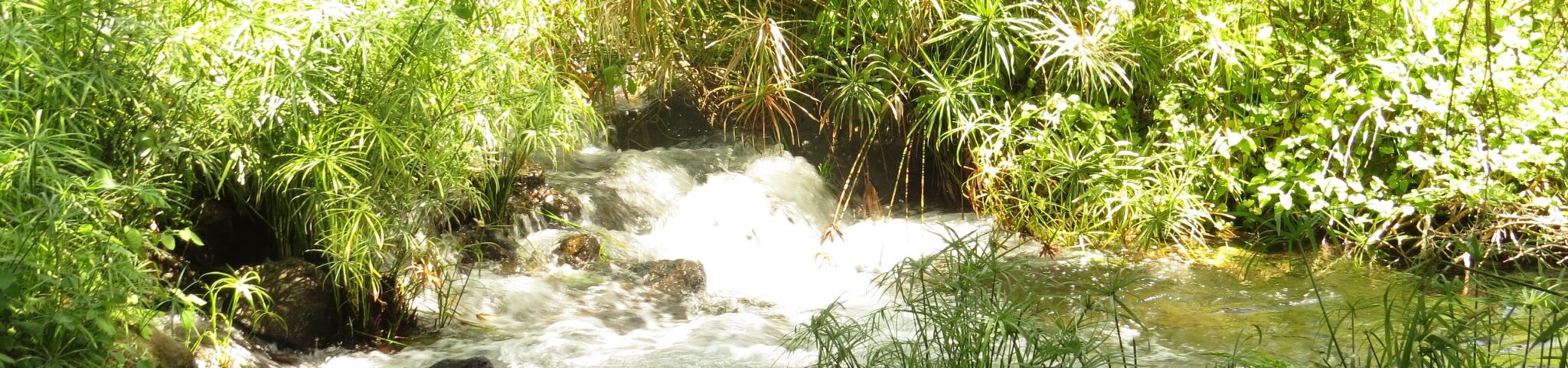 Fonte, Fontes, Fuente, Fuentes – Sobre Nomes