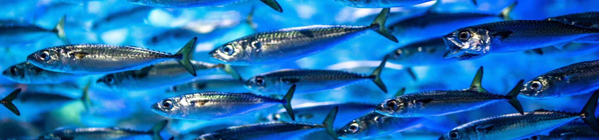 Hering, Heringer – Sobre Nomes