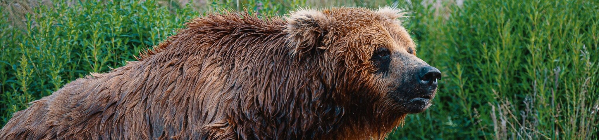 Garcez – Sobre Nomes